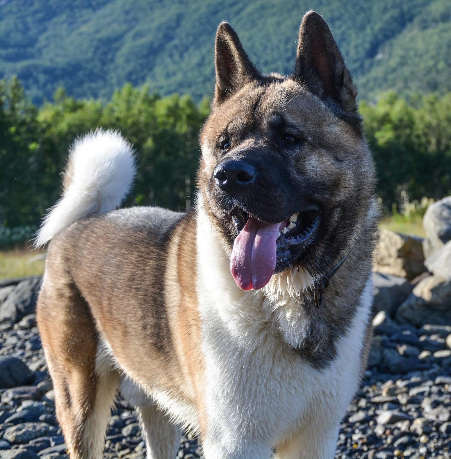 Akita Training